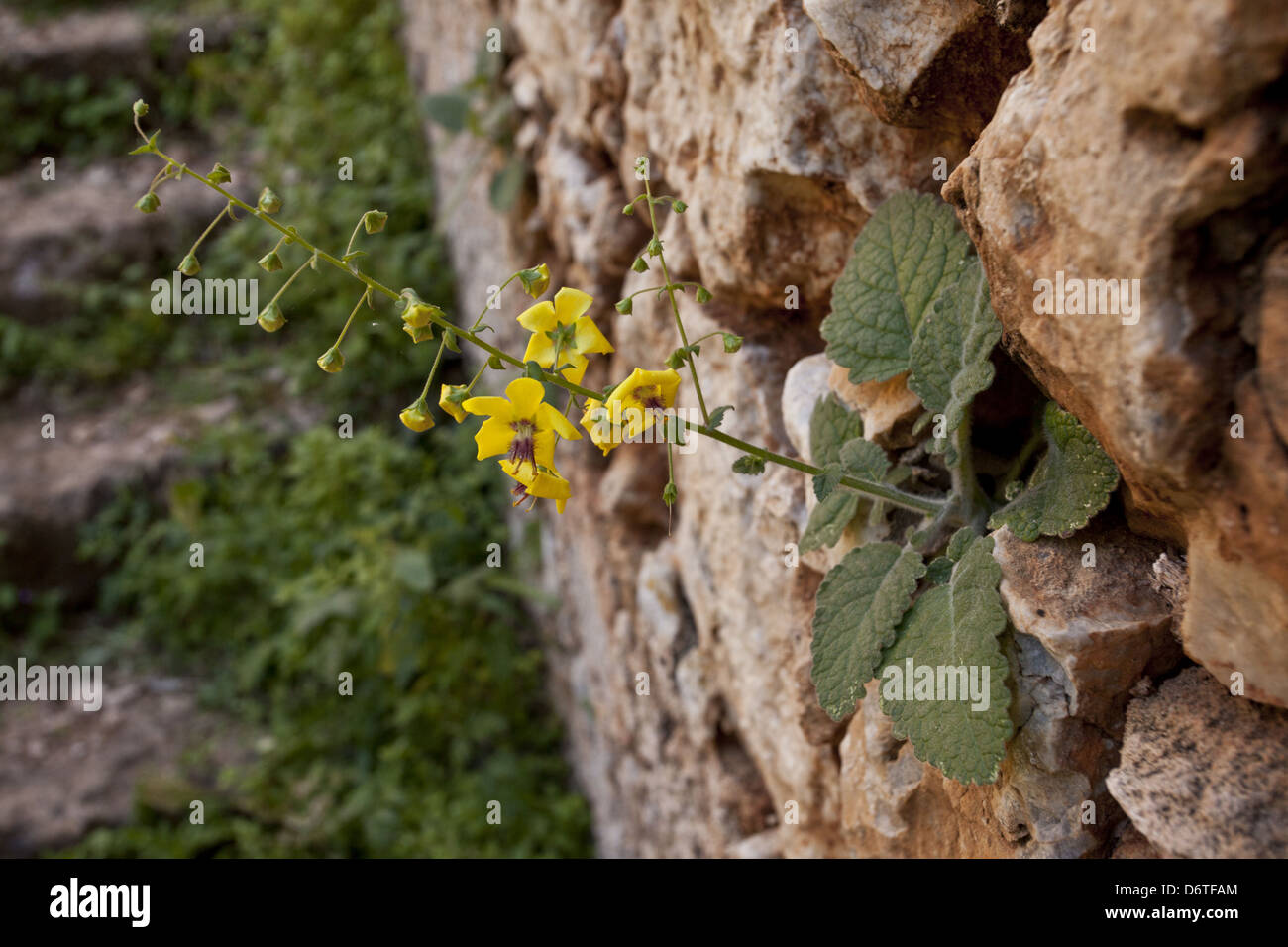 Greek mullein hi-res stock photography and images - Alamy