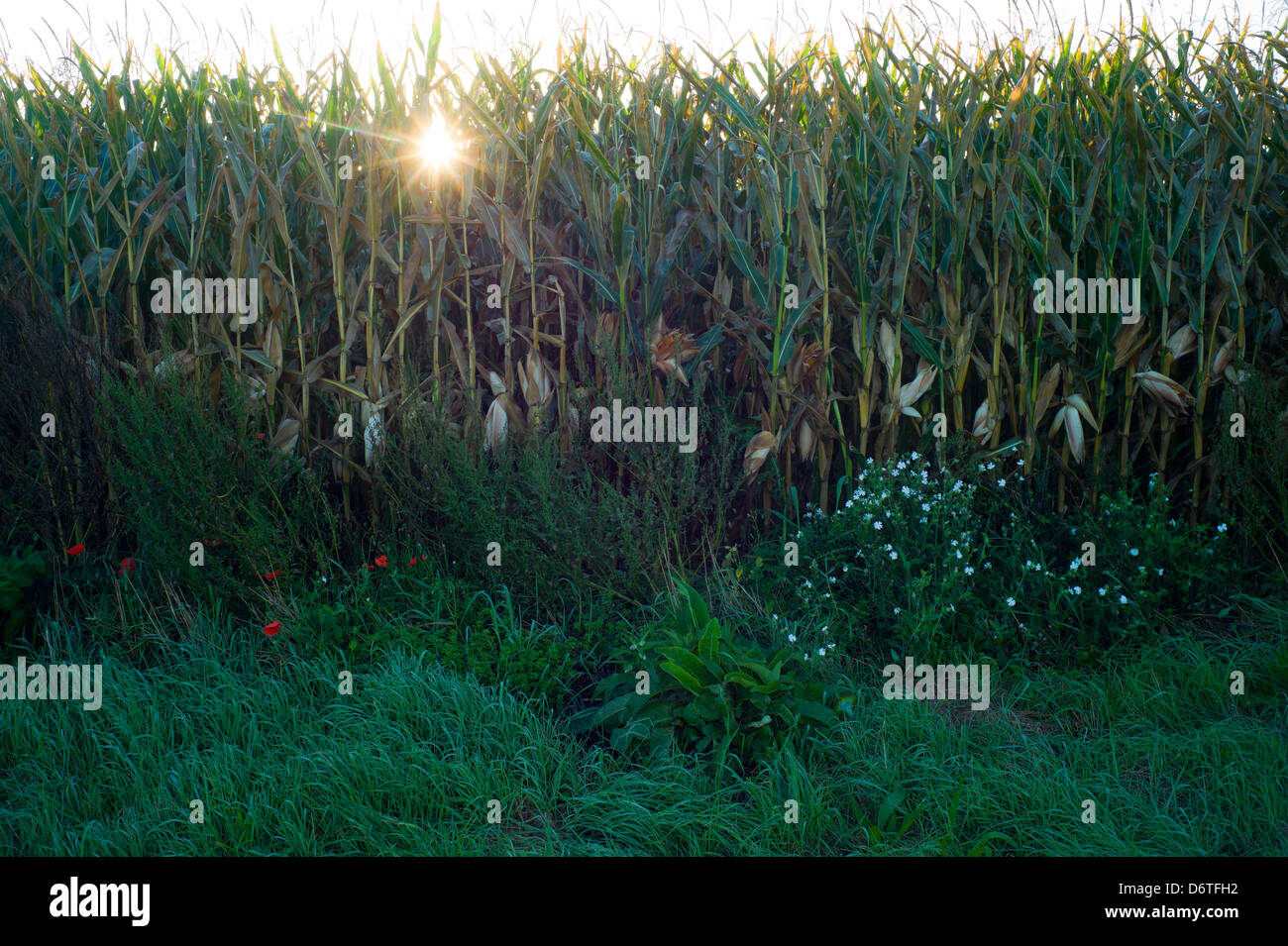 Sun peeping through maize crop, ready for harvest, early morning ...