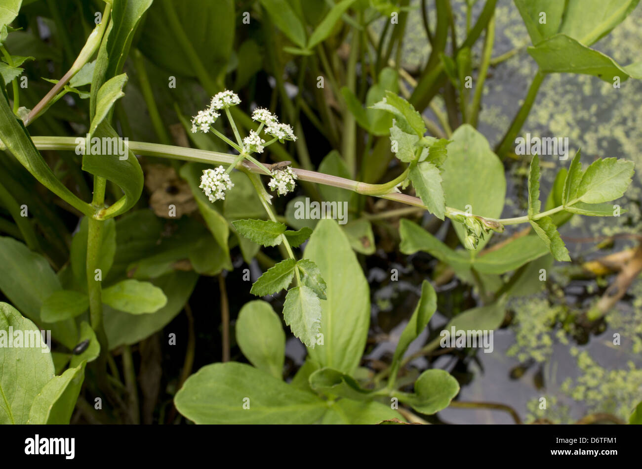 Fool's Watercress (Apium nodiflorum) flowering, growing in lake margin ...