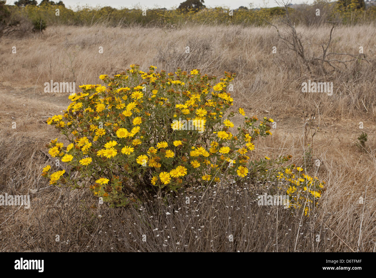 Oregon Gumplant Grindelia stricta var. angustifolia flowering growing ...