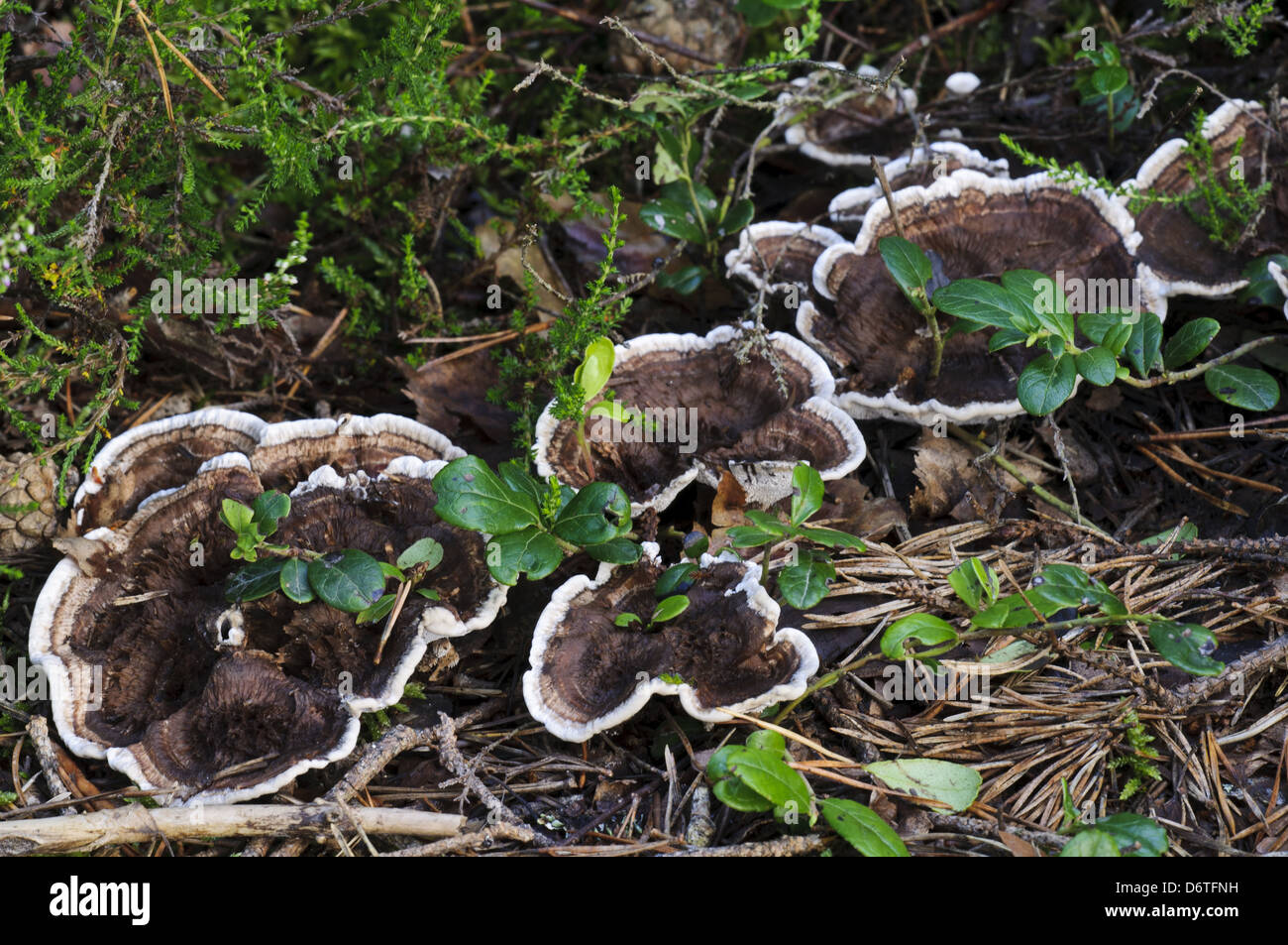 Hydnoid Fungus High Resolution Stock Photography and Images - Alamy