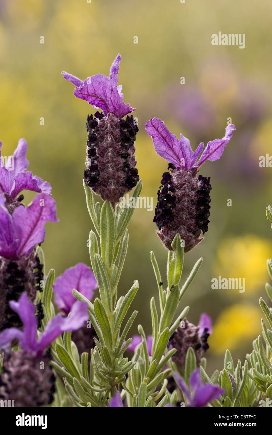 Lavandula Stoechas Lamiaceae Hi res Stock Photography And Images Alamy lavandula-stoechas-lamiaceae-hi-res-stock-photography-and-images-alamy