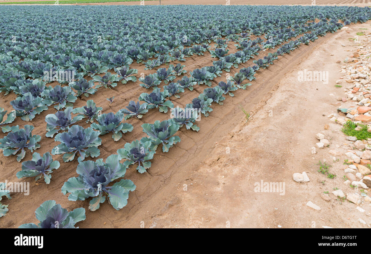 Red cabbage plantation Stock Photo - Alamy