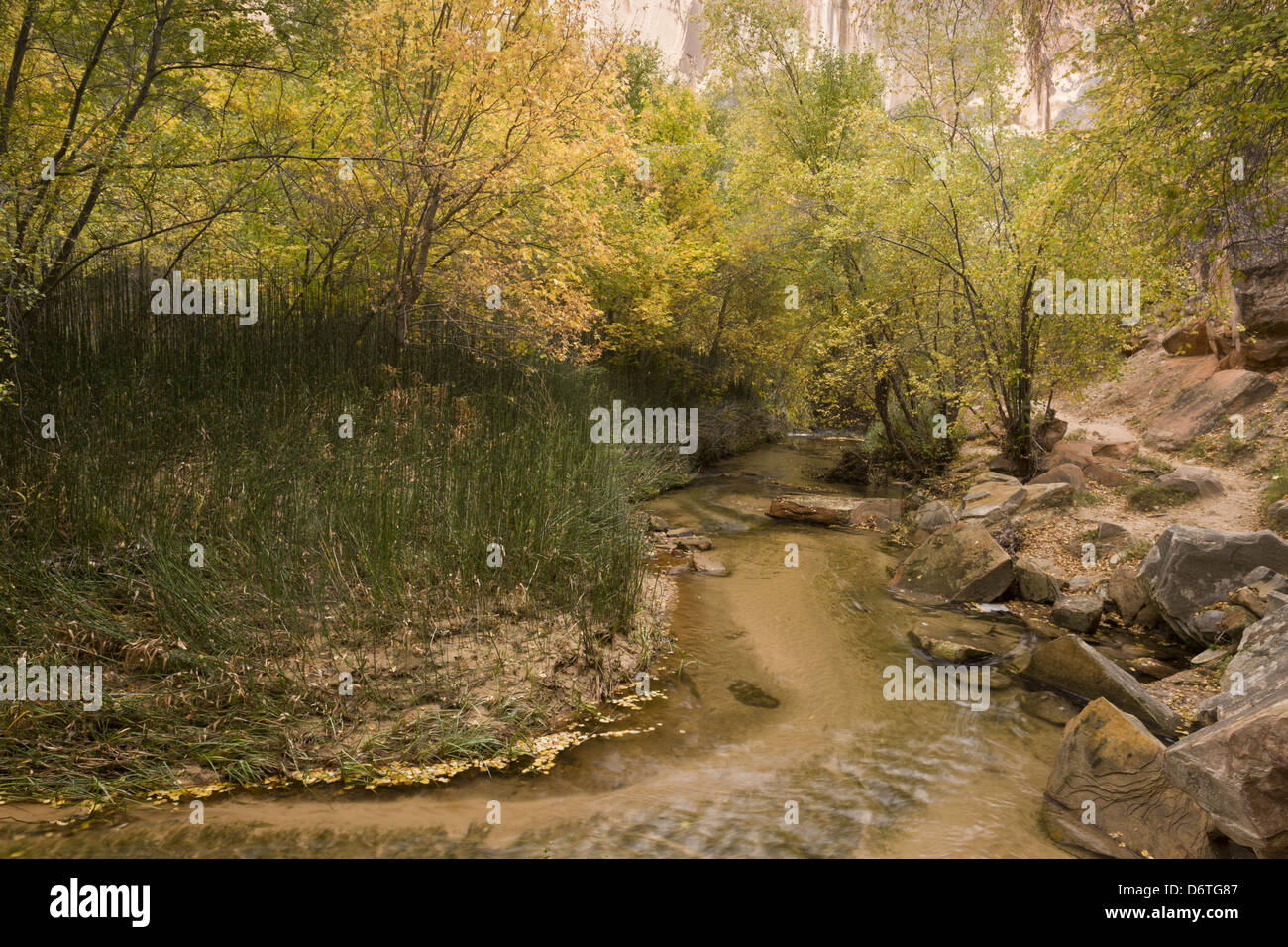 Clean creek and unspoilt riparian vegetation hi-res stock photography ...