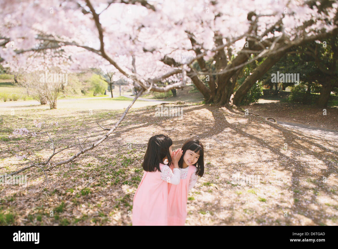 Female twins playing under a cherry tree Stock Photo - Alamy