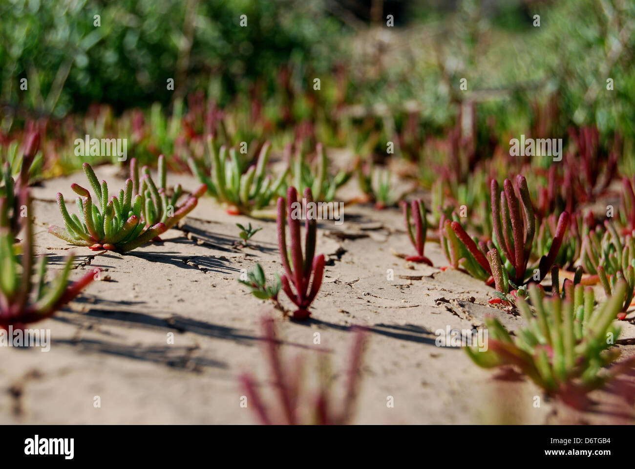 Unfriendly environment hi-res stock photography and images - Alamy