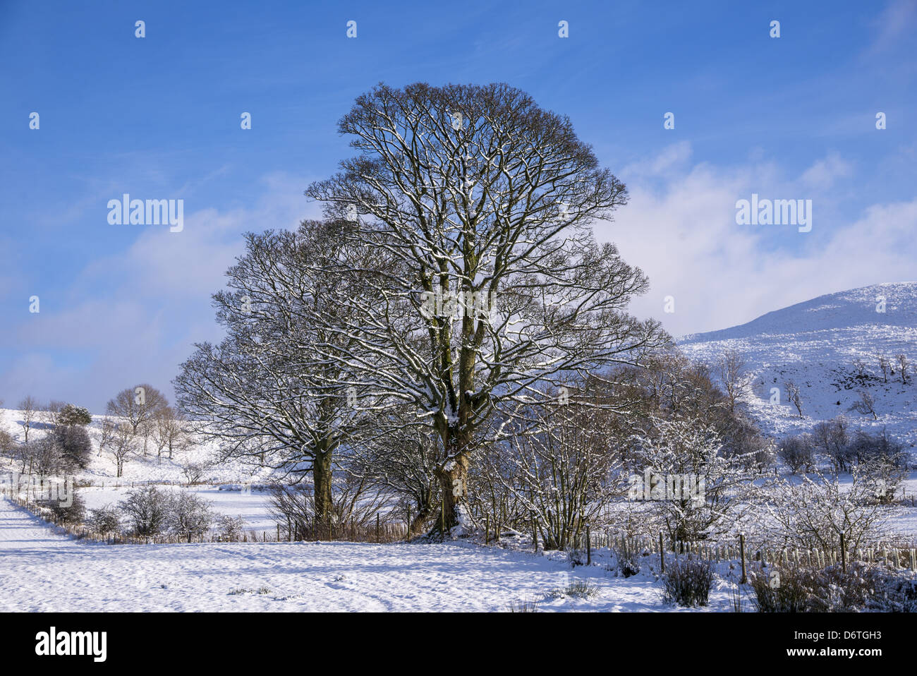 View farmland trees covered in snow Dinkling Green Whitewell Clitheroe ...