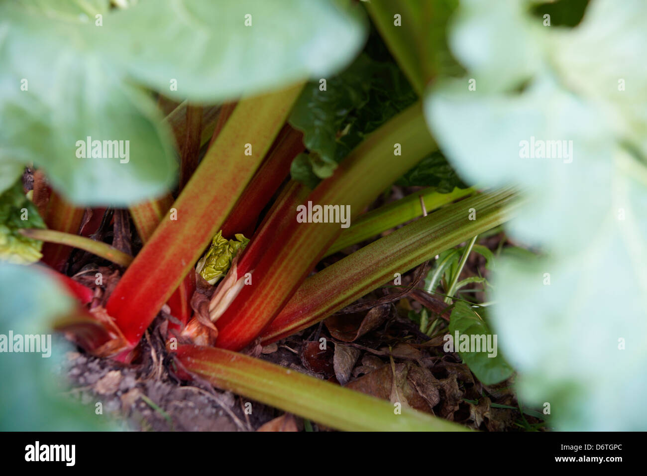 Rhubarb growing garden hi-res stock photography and images - Alamy