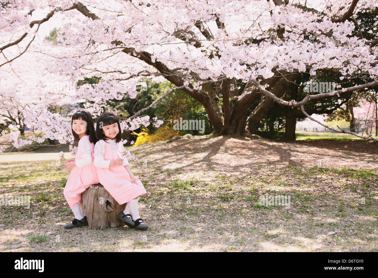 Female twins sitting under a cherry tree Stock Photo - Alamy