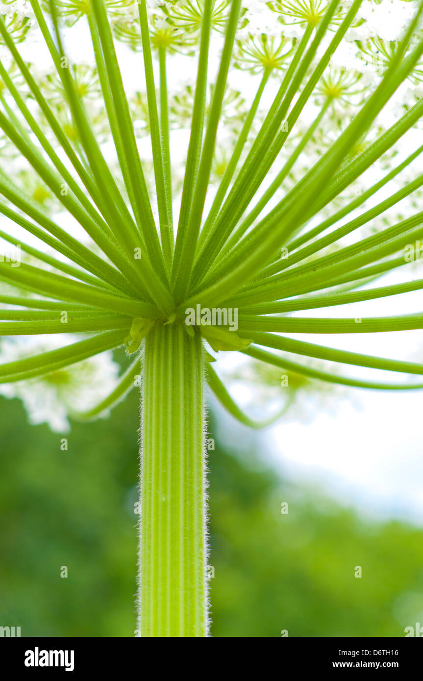 Hogweed plant hi-res stock photography and images - Alamy