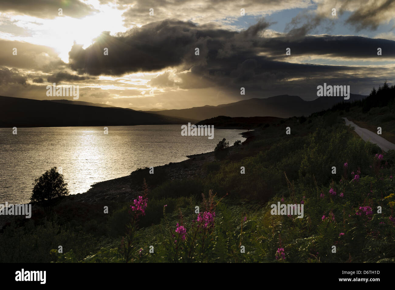 View freshwater loch sunset Rosebay Willowherb Chamerion angustifolium ...