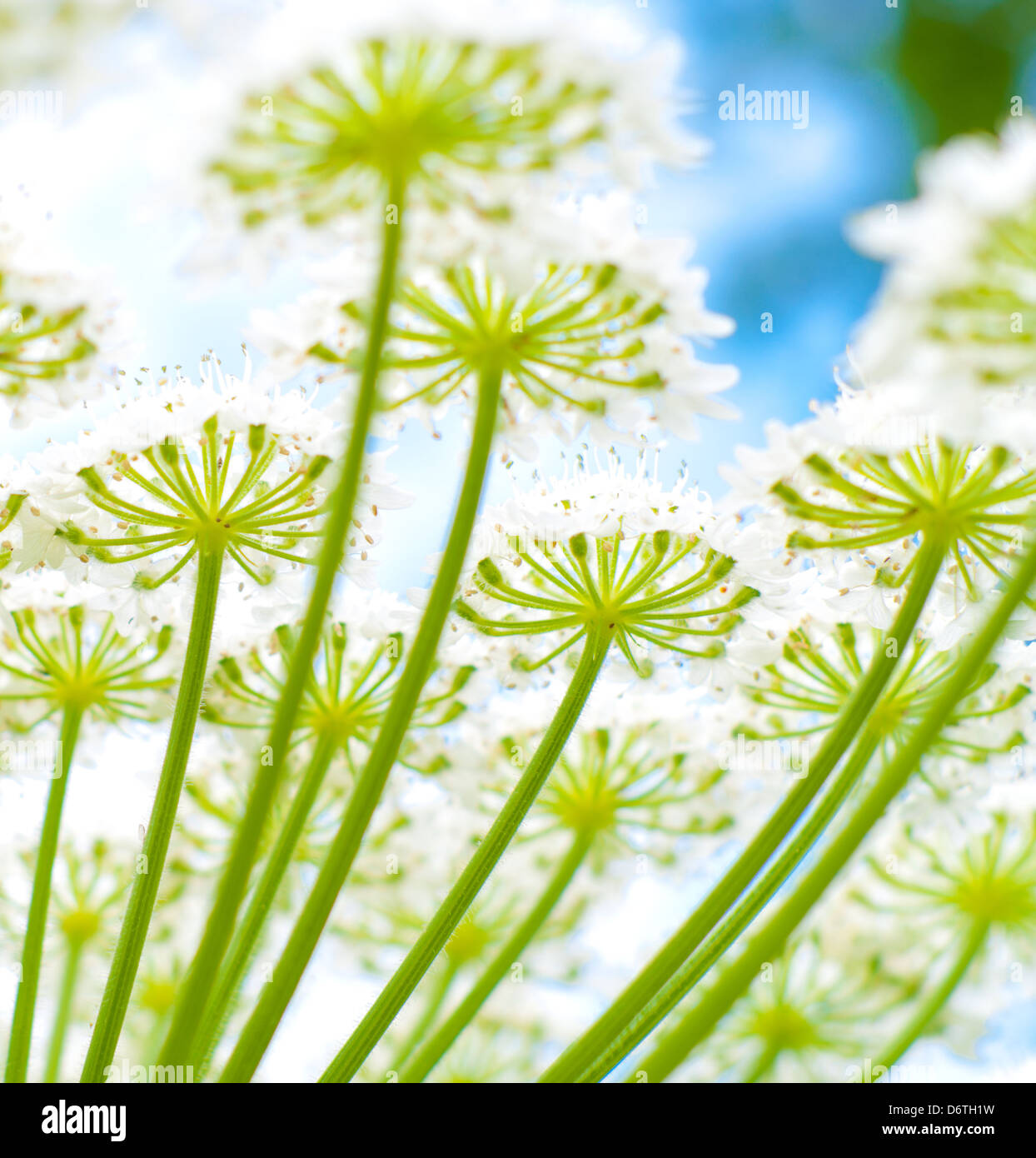 Hogweed plant hi-res stock photography and images - Alamy