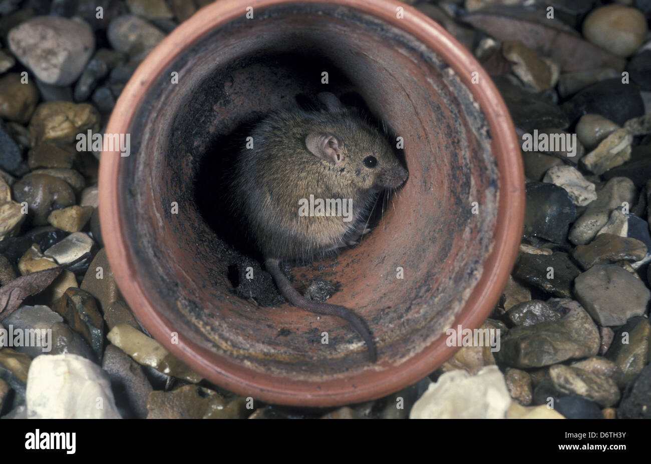 House Mouse in garden pot Stock Photo - Alamy