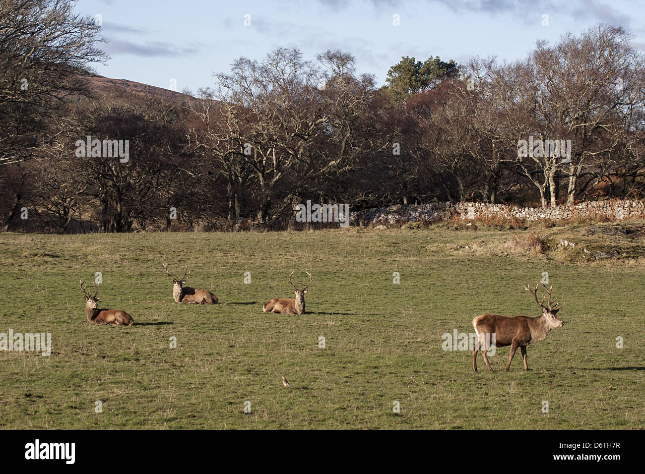 Ardlussa jura hi-res stock photography and images - Alamy