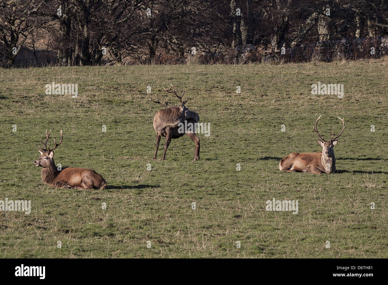 Ardlussa jura hi-res stock photography and images - Alamy