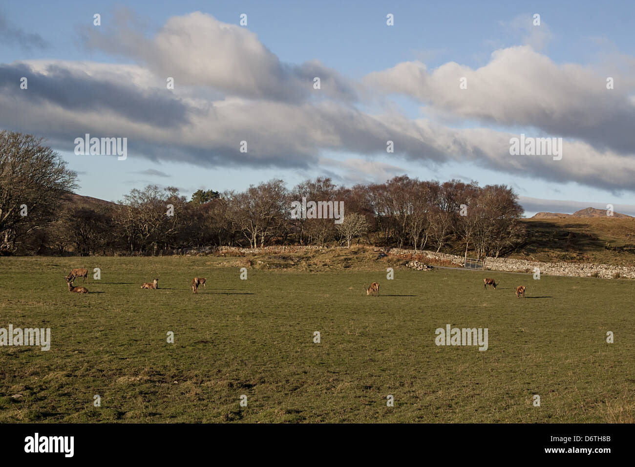 Group of Red Deer stags at Ardlussa on the Isle of Jura - Scotland ...