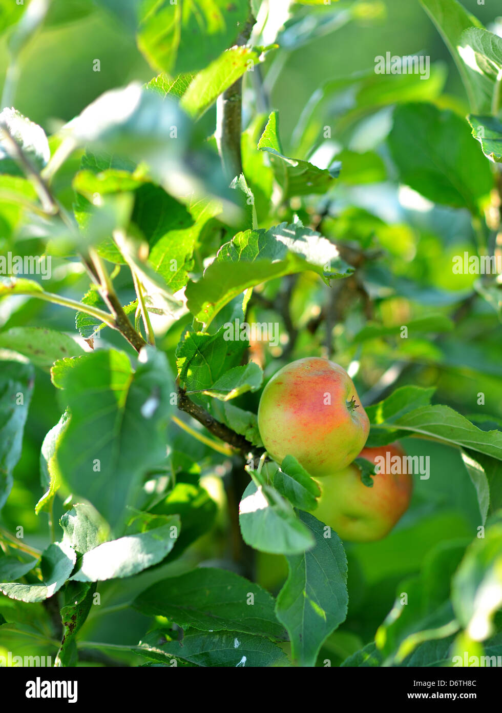 Two ripe apples on apple tree Stock Photo - Alamy