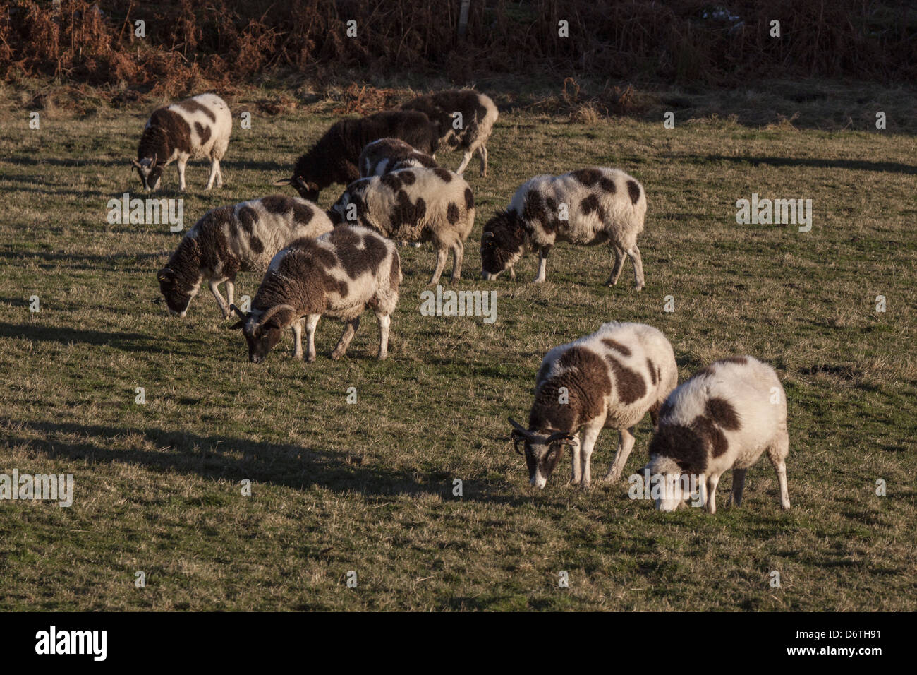 The Jacob sheep is a rare breed of small, piebald multi-horned sheep ...