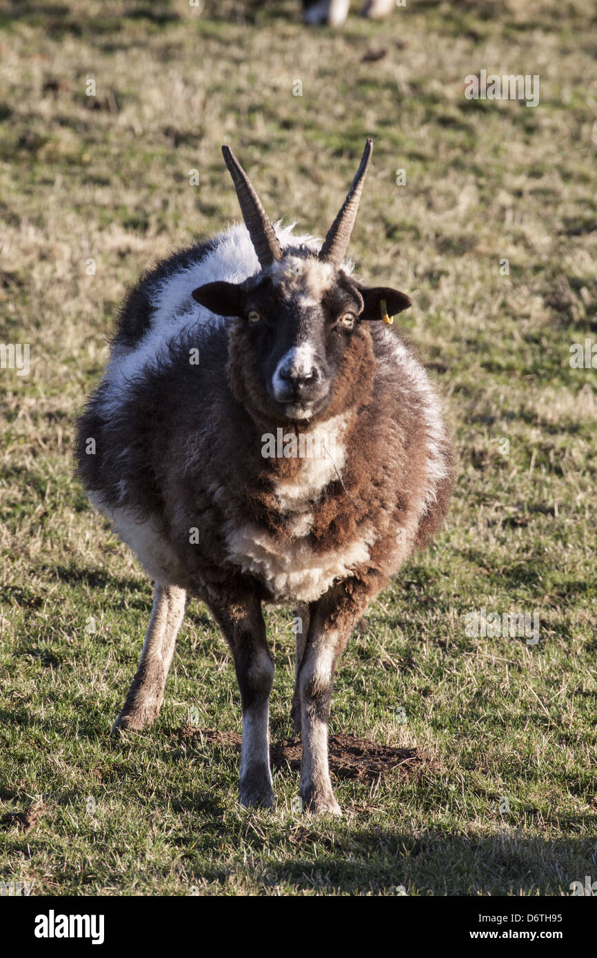 The Jacob sheep is a rare breed of small, piebald multi-horned sheep ...