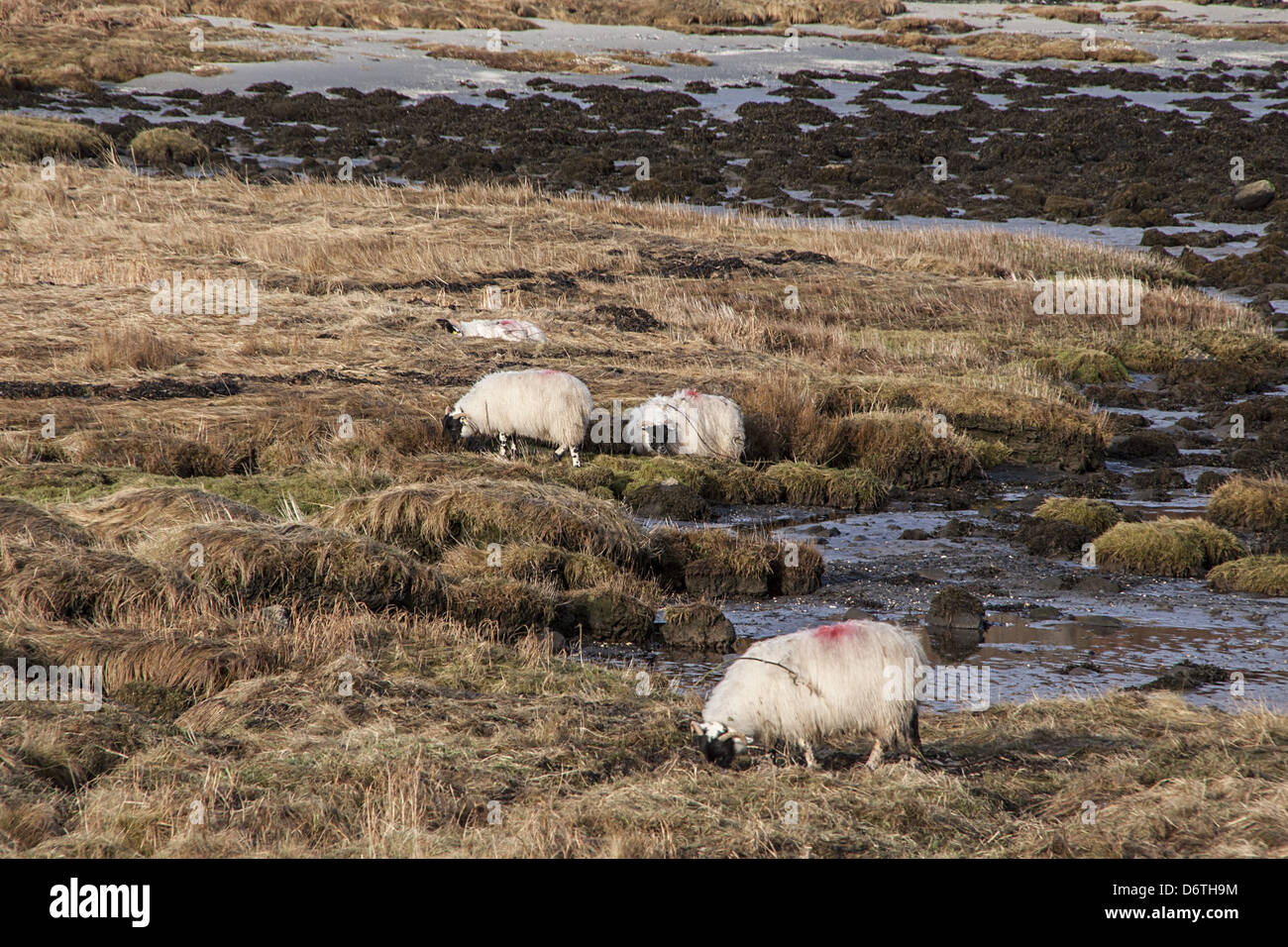 Scottish blackface sheep feeding on the sea shore, Isle of Jura ...