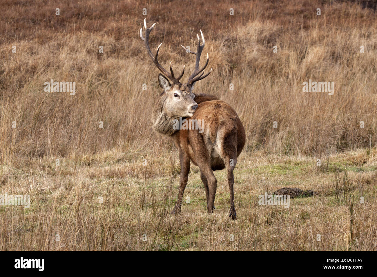 A 12 point Red Deer stag grooming and showing rump pattern - Isle of ...