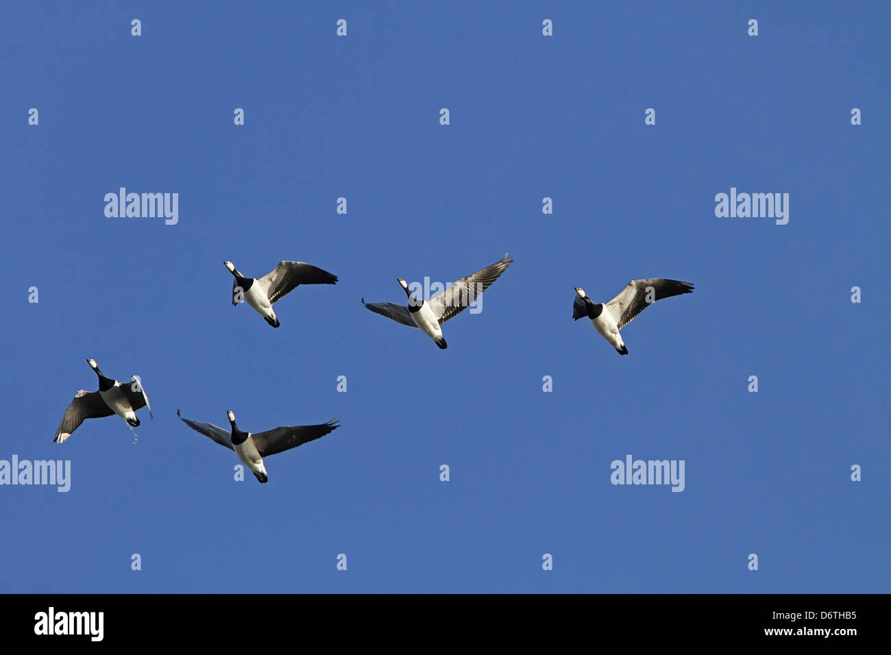 Flying Barnacle Geese on Islay Scotland Stock Photo - Alamy