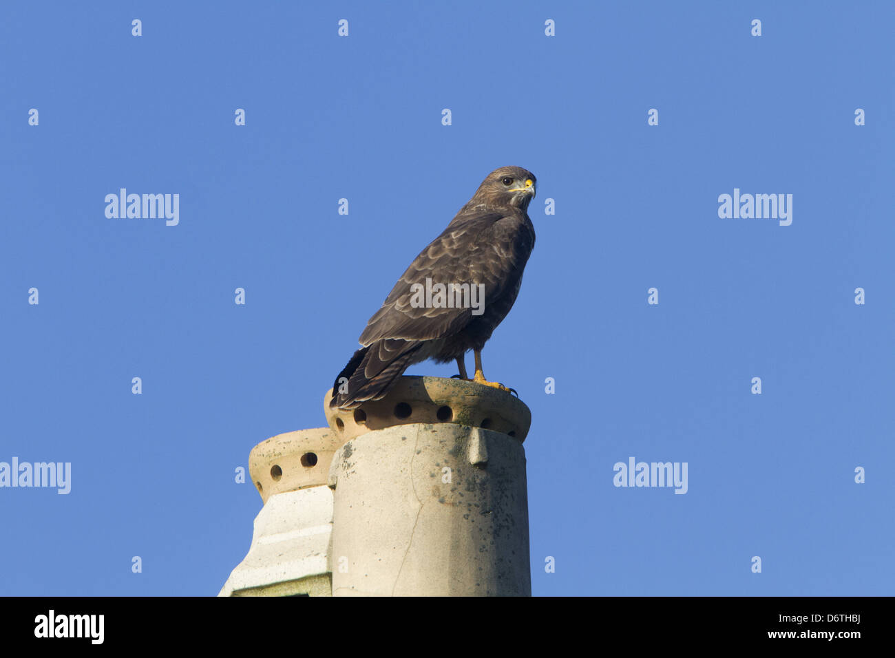 Buzzard on roof hi-res stock photography and images - Alamy