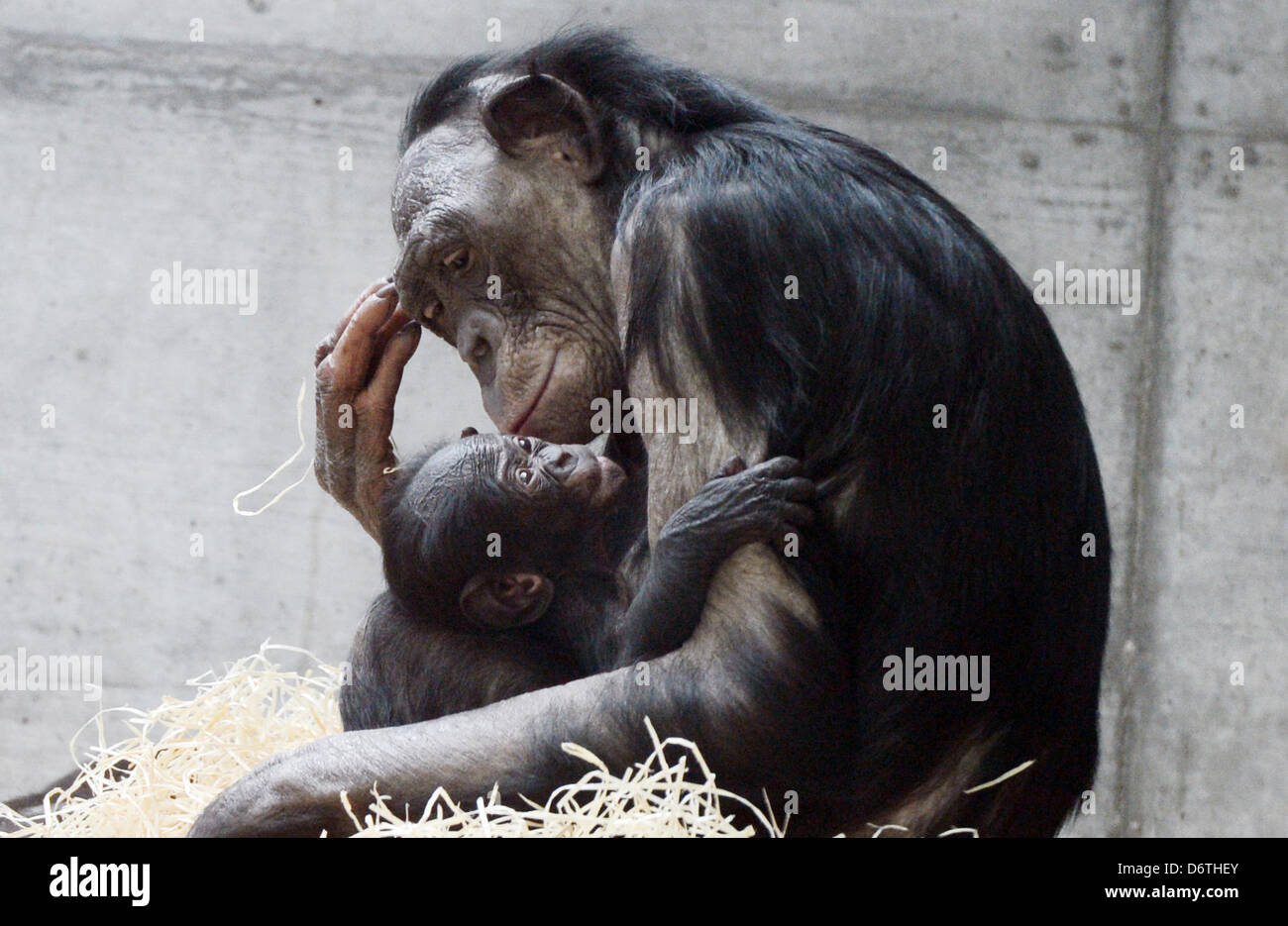 Bonobo poses for a photograph with a baby ape in the Wilhelma in ...