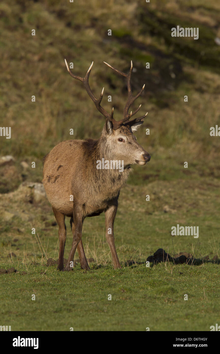 A 10 point Red Deer stag grazing - Isle of Jura Scotland Stock Photo ...