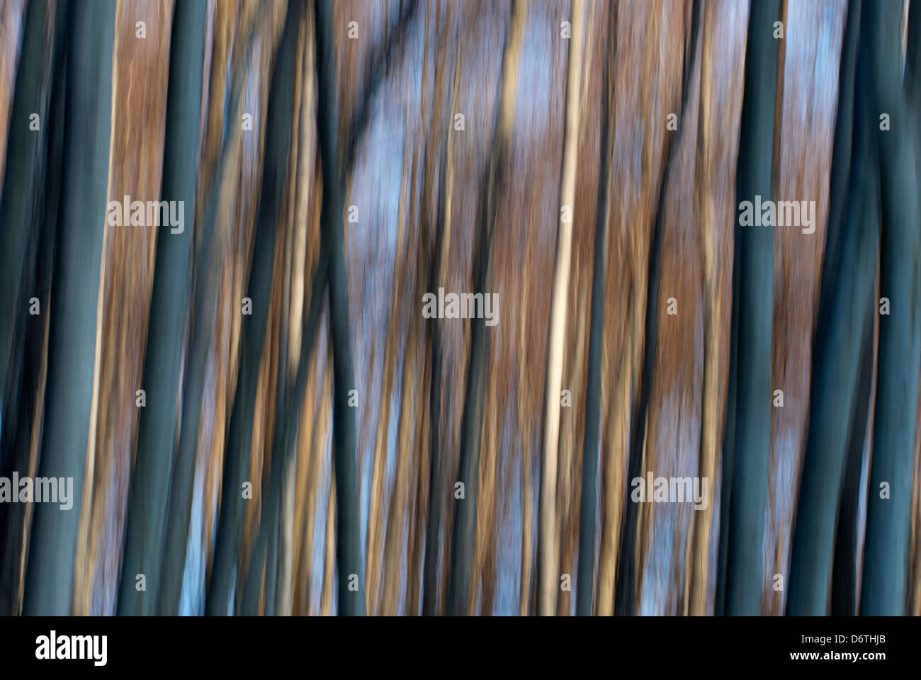 Abstract forest photography with beech trees Stock Photo - Alamy