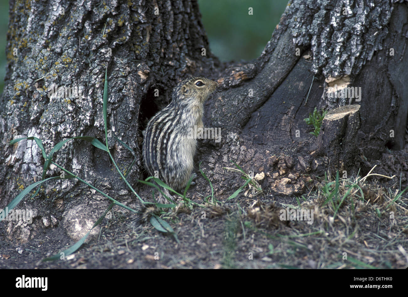 Striped gopher hi-res stock photography and images - Alamy