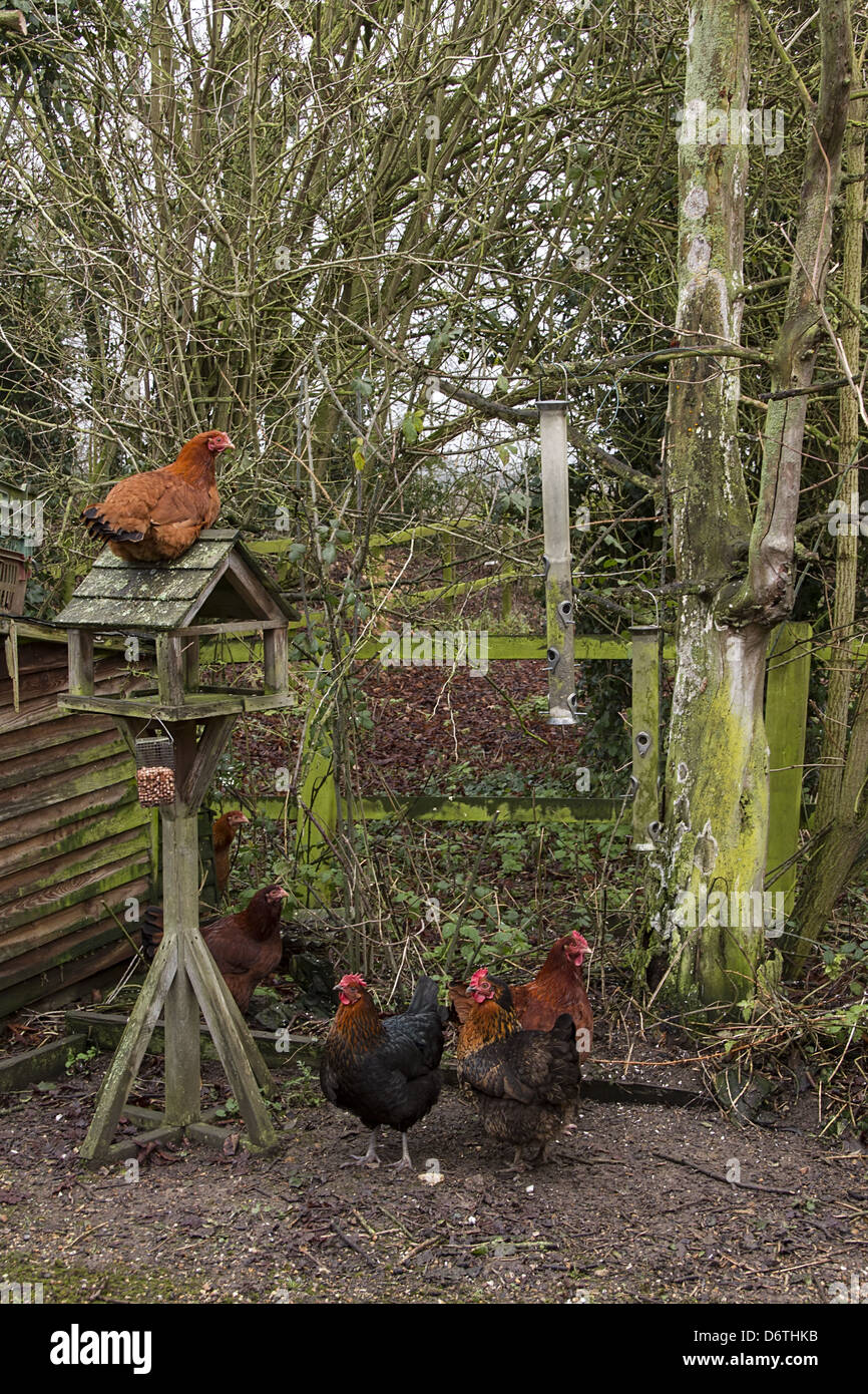 Rhode Island Red cross chickens by garden bird (feeder Stock Photo - Alamy