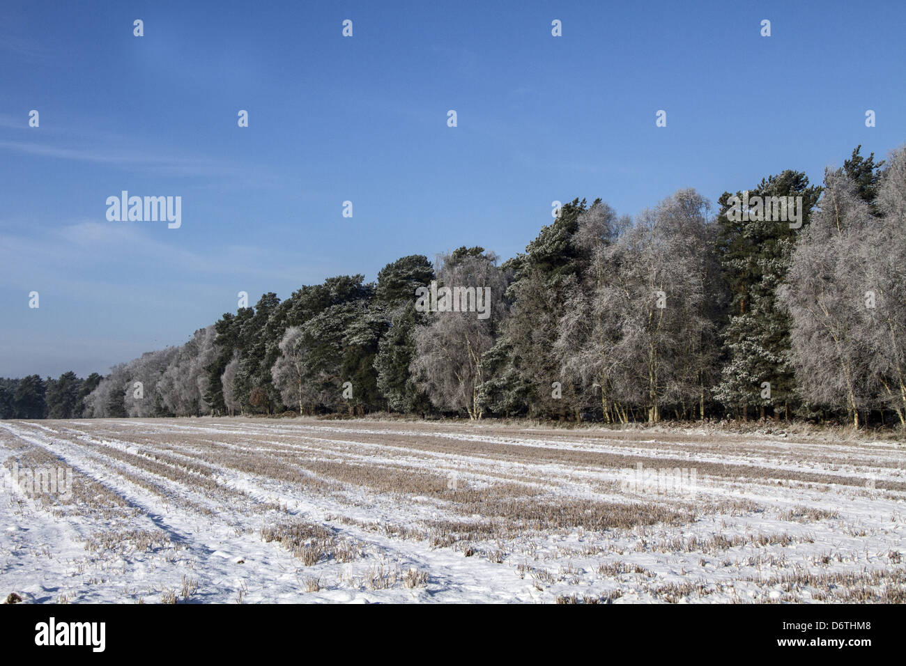 This large field next to Knettishall Heath, is in the Brecklands on the ...