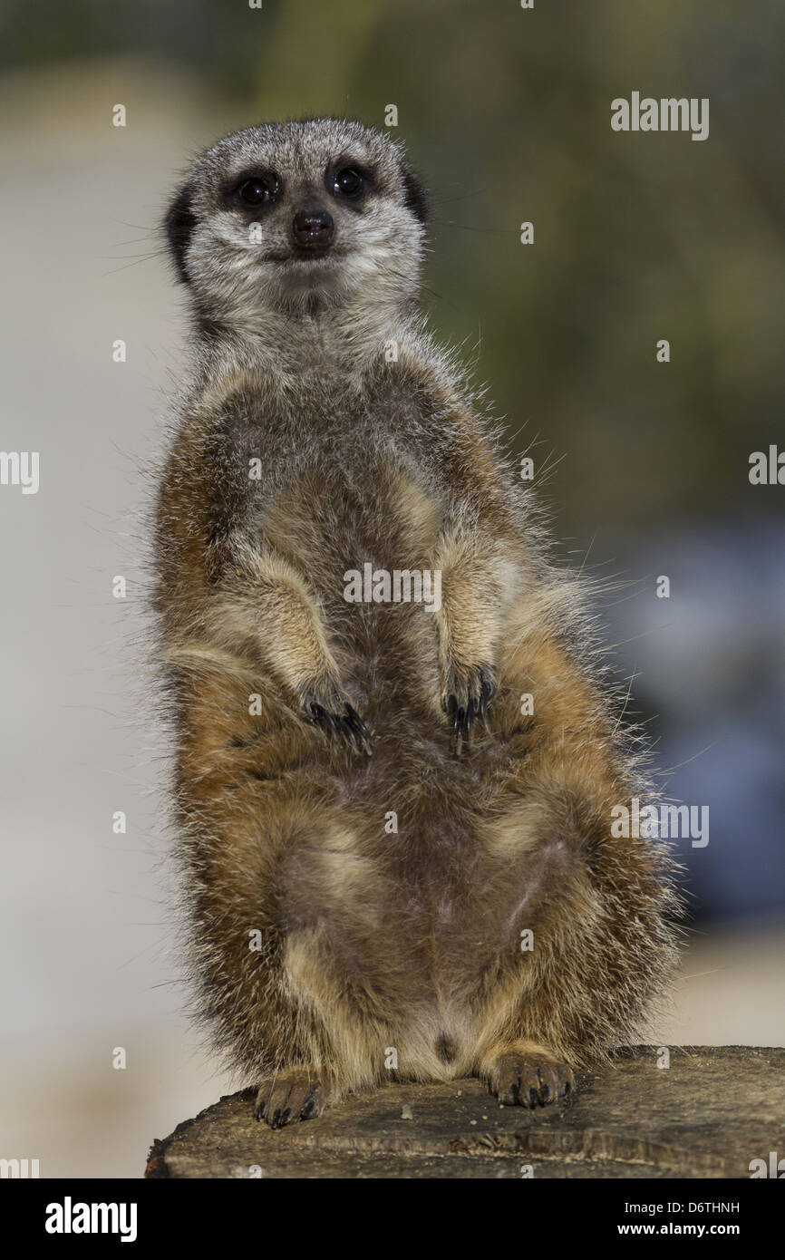 Meerkat female sitting on post. (captive Stock Photo - Alamy