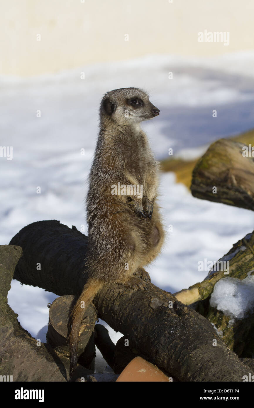 Meerkat sitting on logs with snow background (captive Stock Photo - Alamy