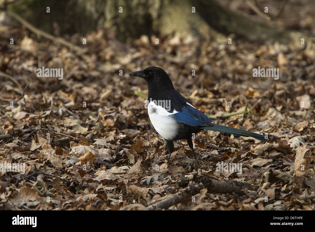 Common Magpie looking for food in leaf litter Stock Photo - Alamy