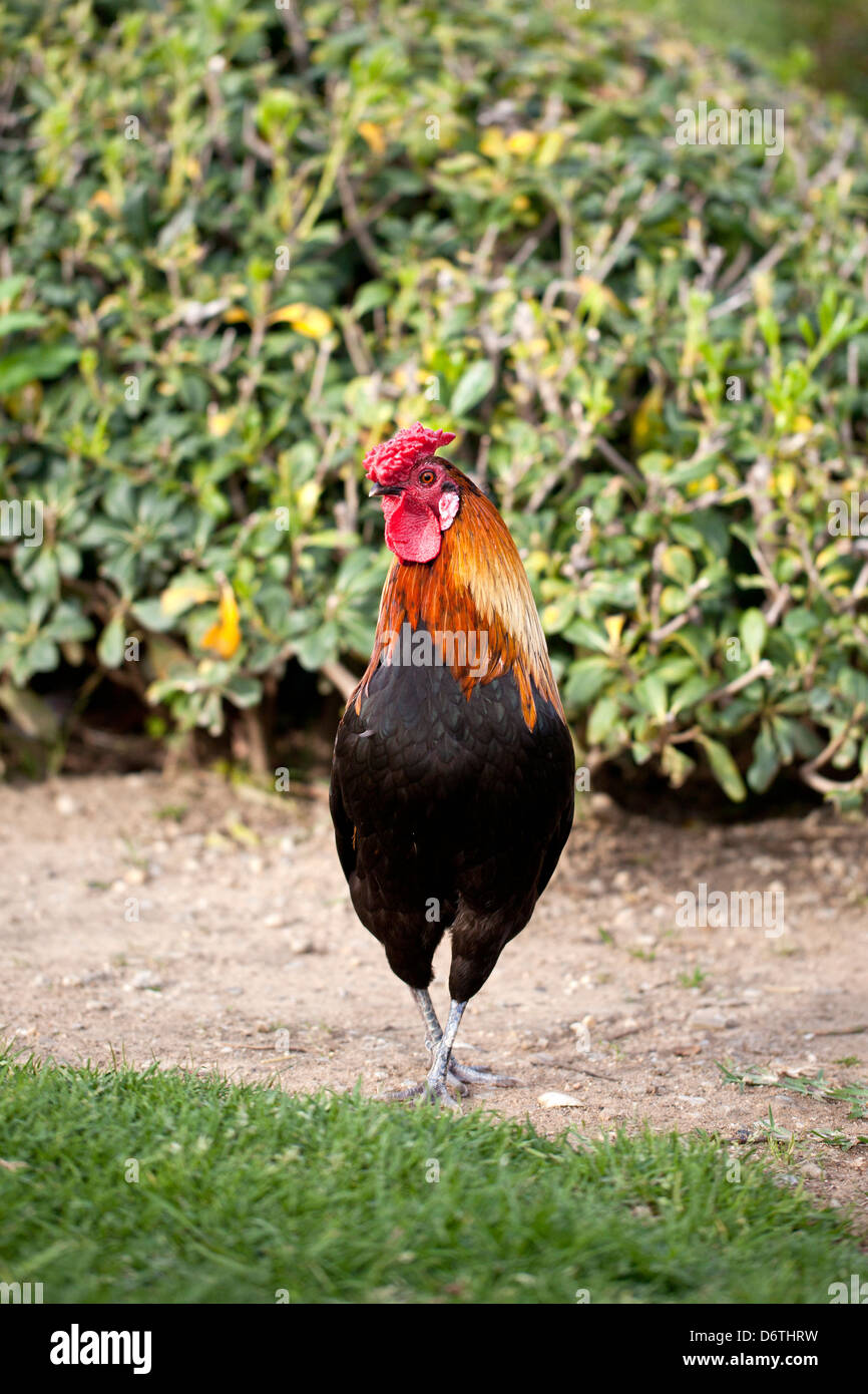 Free colorful rooster Stock Photo - Alamy