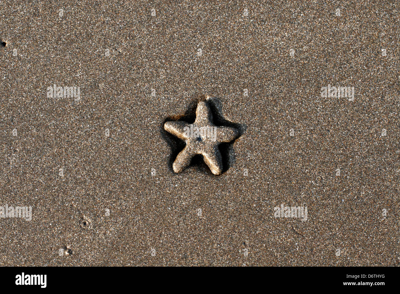 Starfish washed up on a beach Stock Photo - Alamy