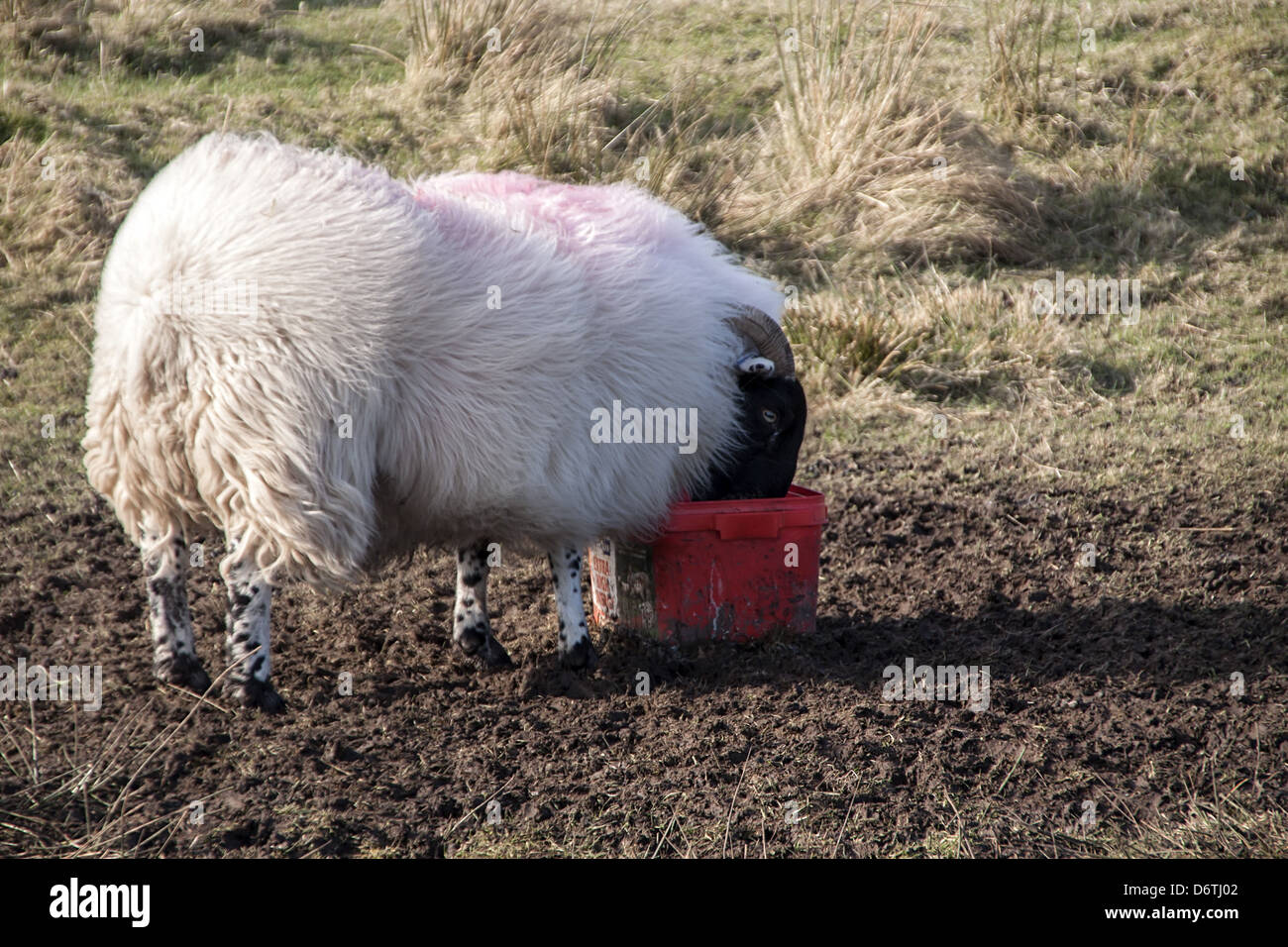 Salt Lick Block Stock Photos & Salt Lick Block Stock Images - Alamy