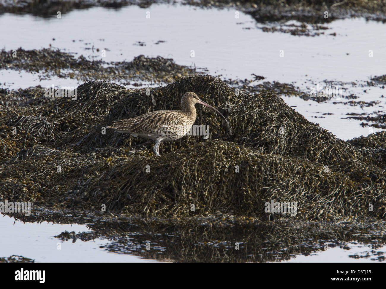 Curlew standing hi-res stock photography and images - Alamy