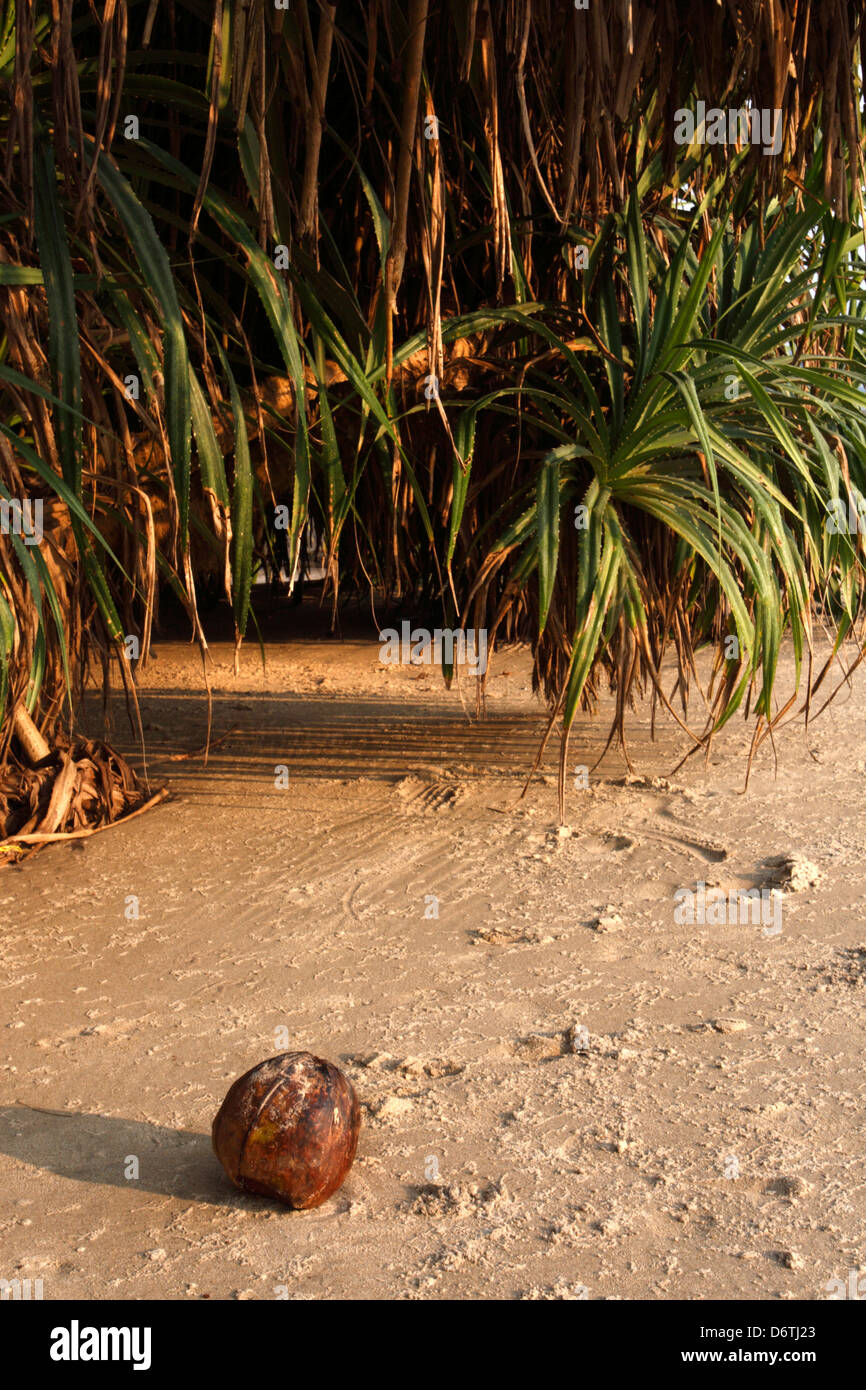 Coconut lying on a beach in North Goa, India Stock Photo - Alamy