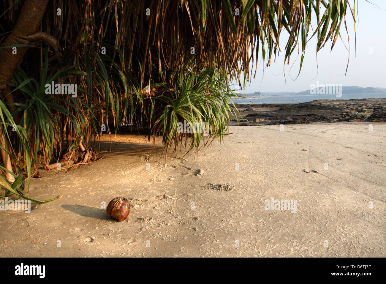 Coconut lying on a beach in North Goa, India Stock Photo - Alamy