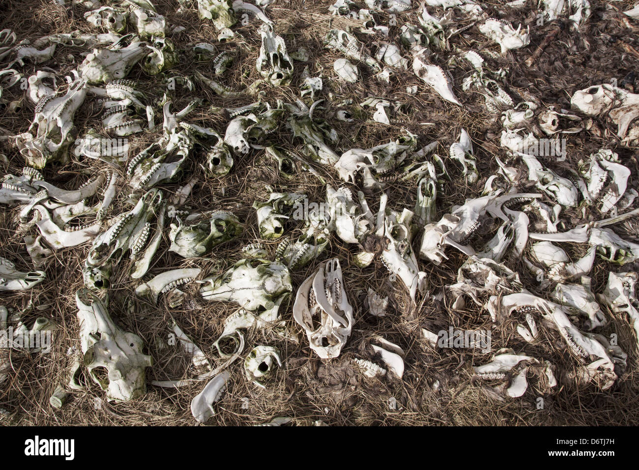 Red Deer sculls and bones dumped on Scottish hill side Stock Photo - Alamy