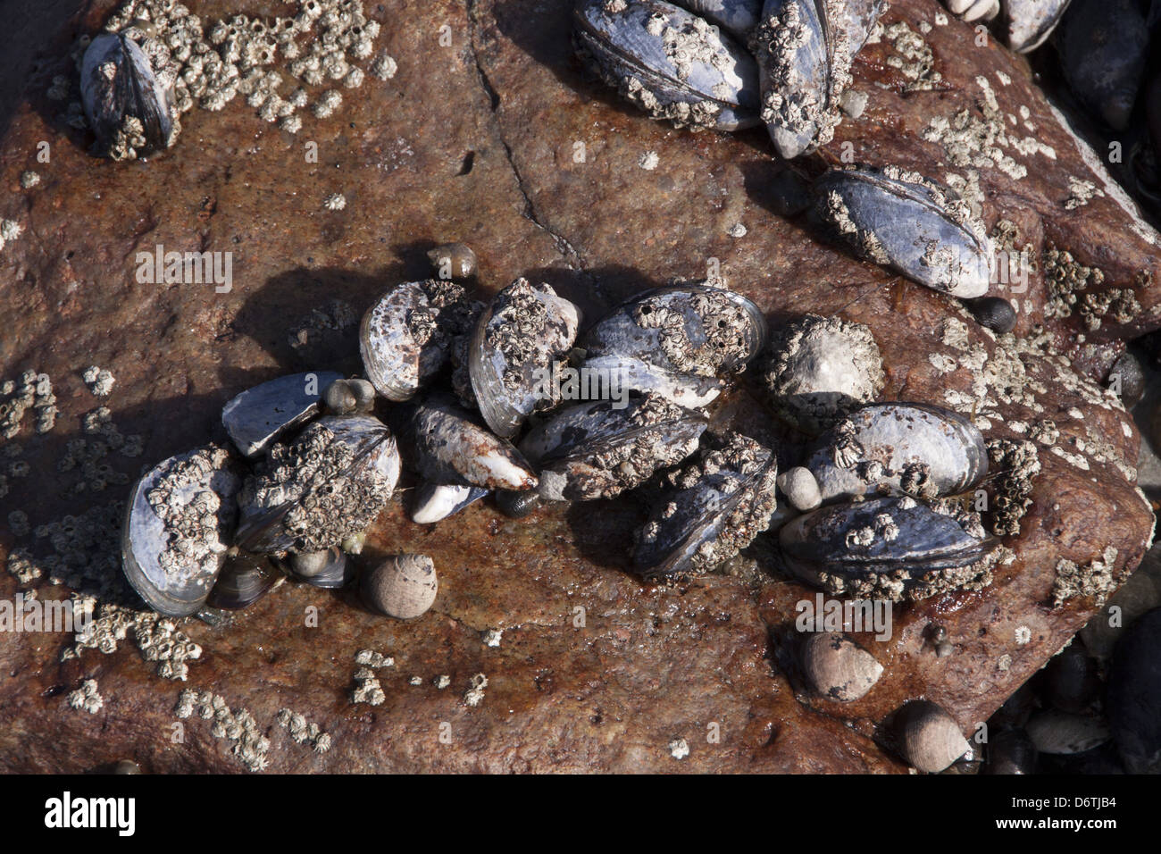 Common Mussels covered with barnacles exposed at low tide Stock Photo ...