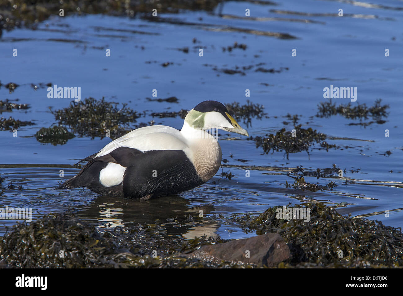Male Eider duck standing on seaweed - Scotland Stock Photo - Alamy