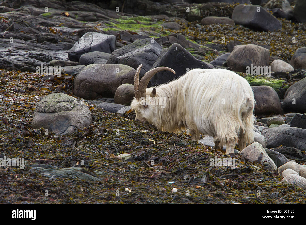 Feral White Goat feeding on seaweed Stock Photo - Alamy