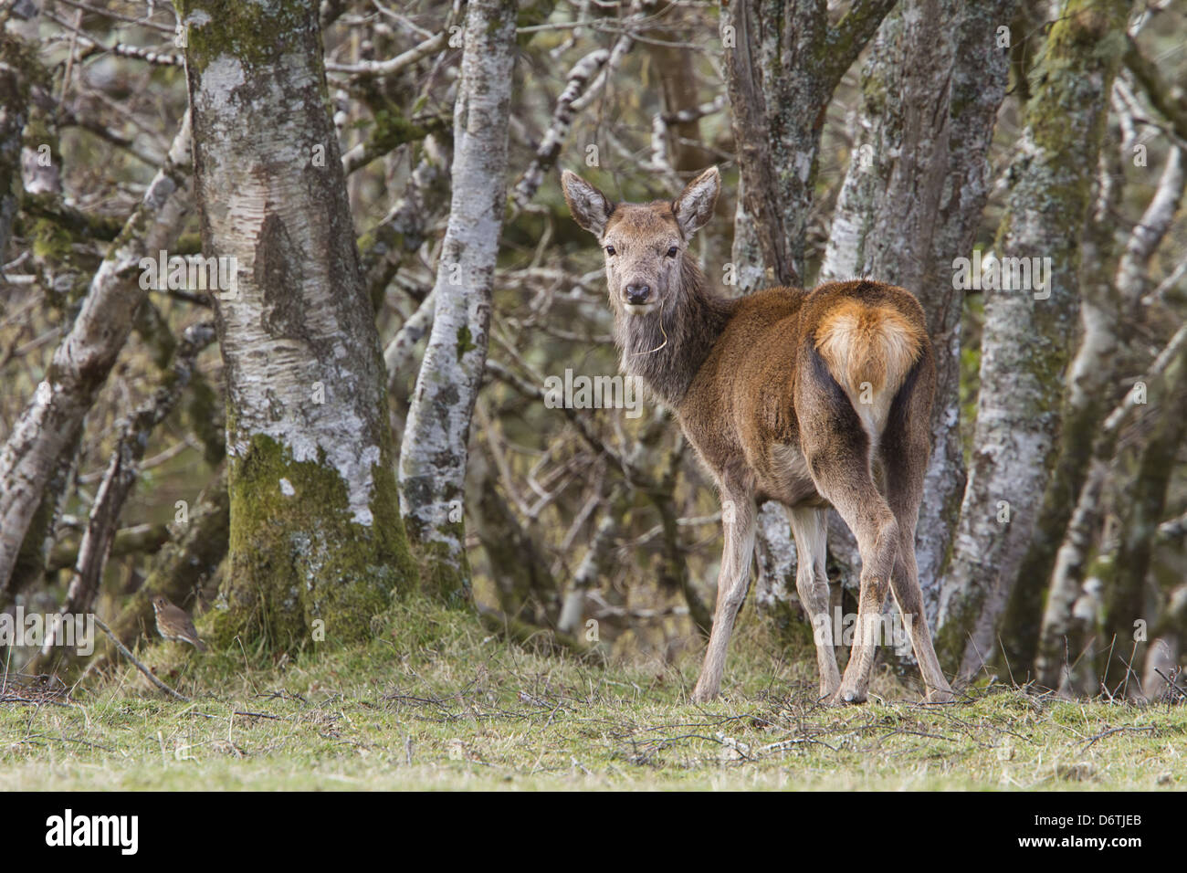 A young Red Deer hind stands near woodland on the Isle of Jura ...