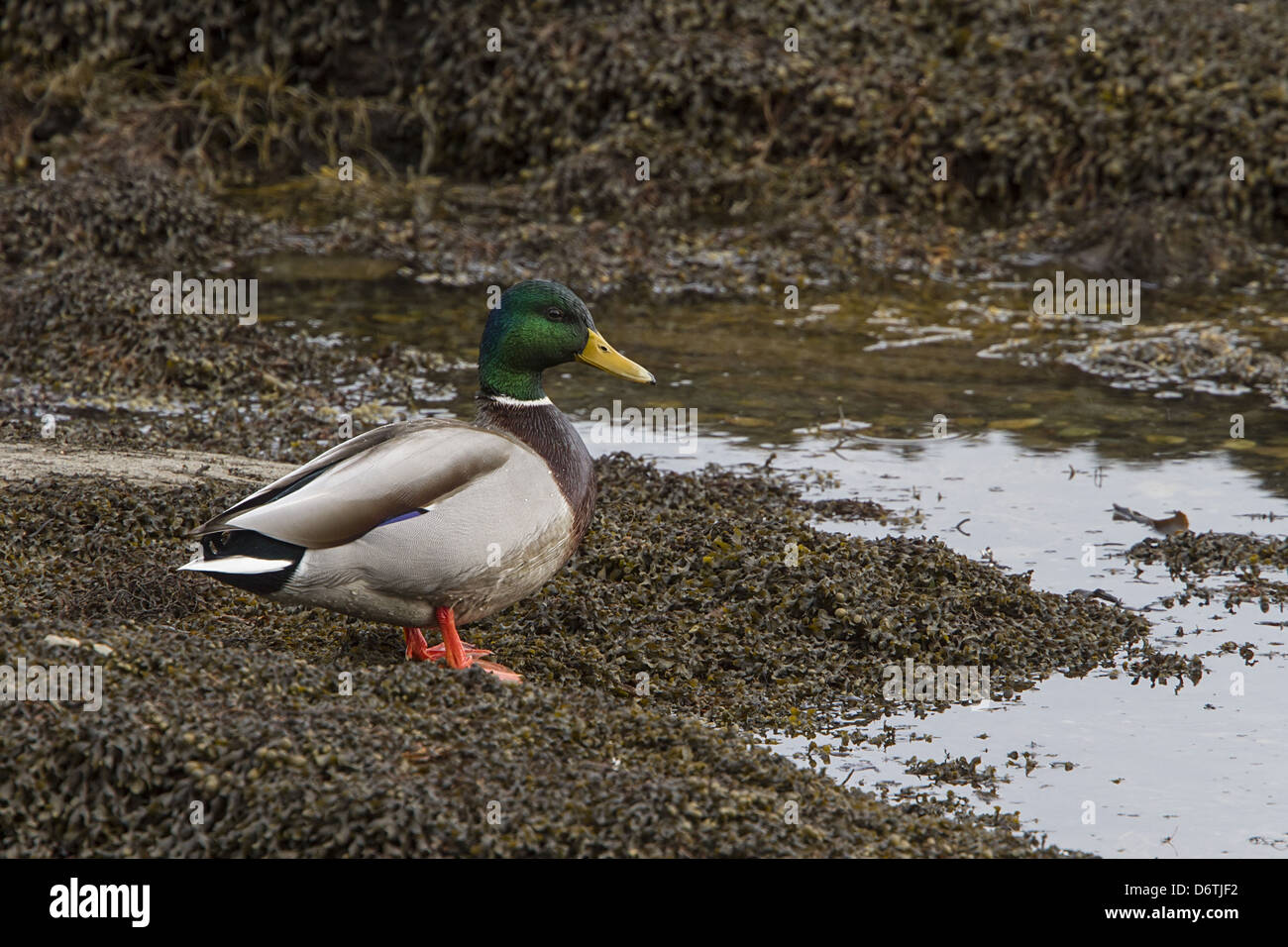 Mallard drake standing on seaweed Stock Photo - Alamy