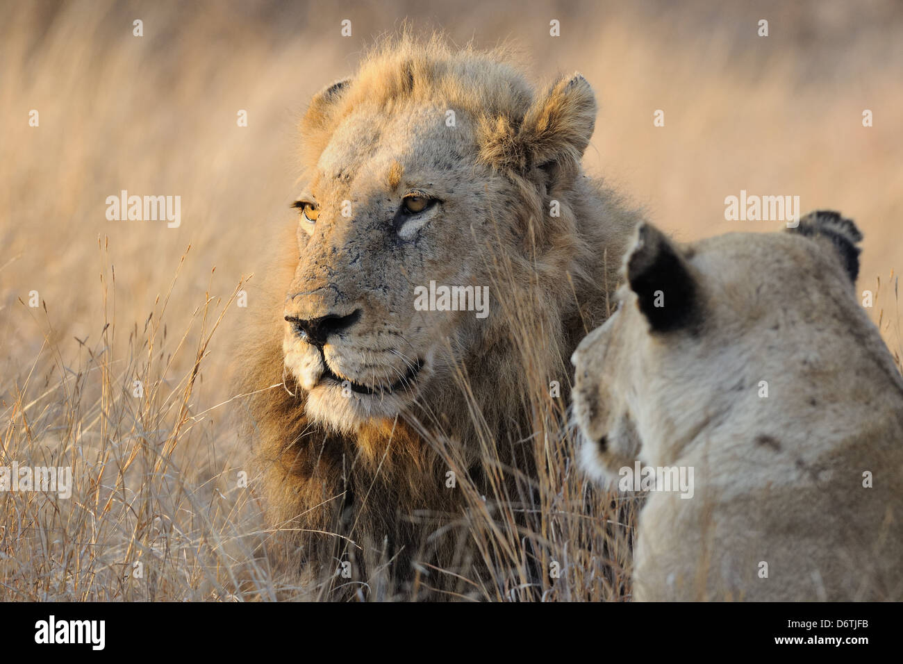 Peace pride hi-res stock photography and images - Alamy