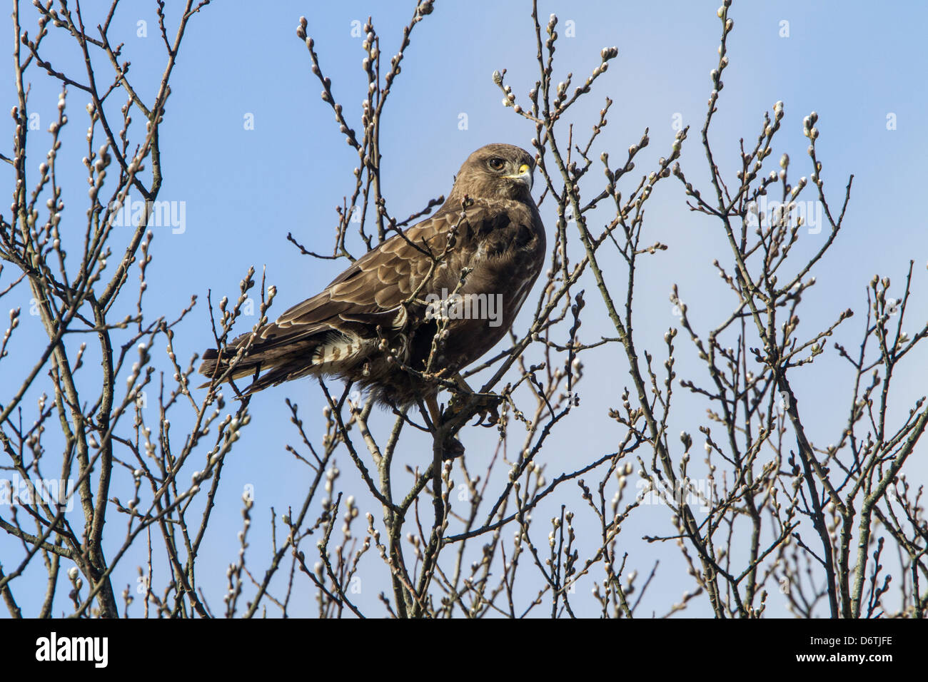 Common Buzzard on Willow tree in early spring Stock Photo - Alamy